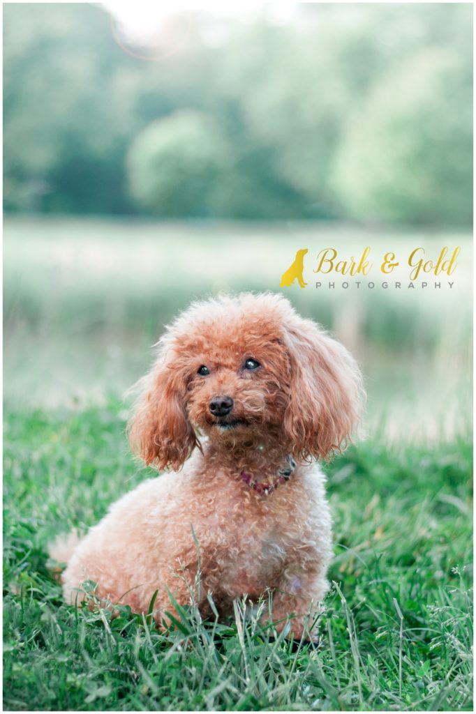 Ginger the Miniature Poodle – Pittsburgh Pet Photography – Bark & Gold ...