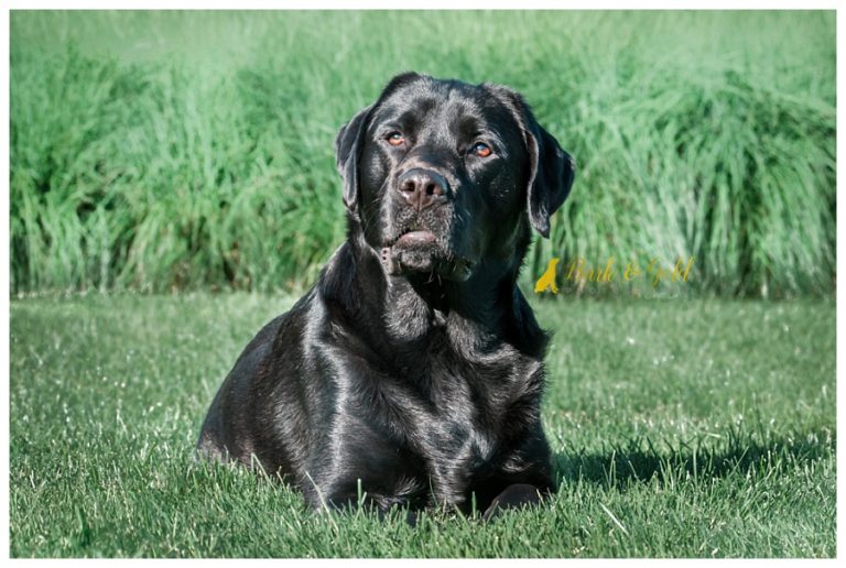 Max the Black Lab’s North Shore Session – Pittsburgh Pet Photography ...