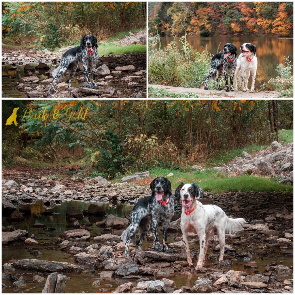 English Setters Ace & Odie – Beaver County Dog Photography – Bark ...