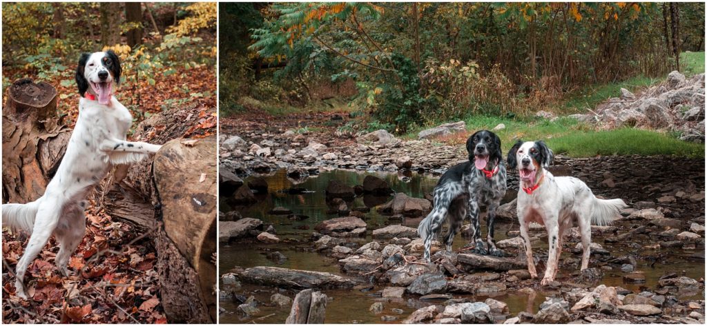 Bark & Gold Photography – Pittsburgh Pet Photographer