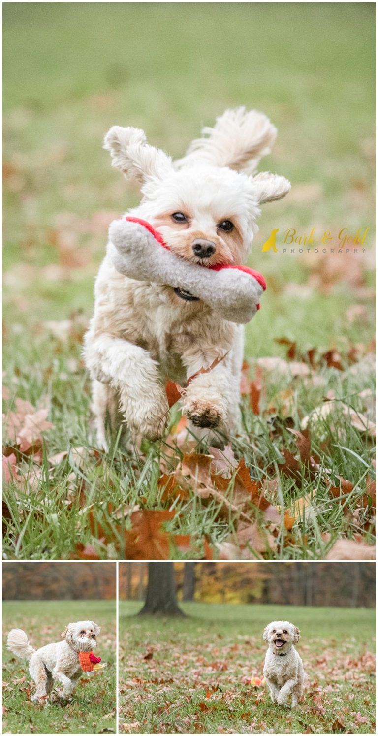 Ruby the Cavapoo – Pittsburgh Dog Photography – Bark & Gold Photography ...