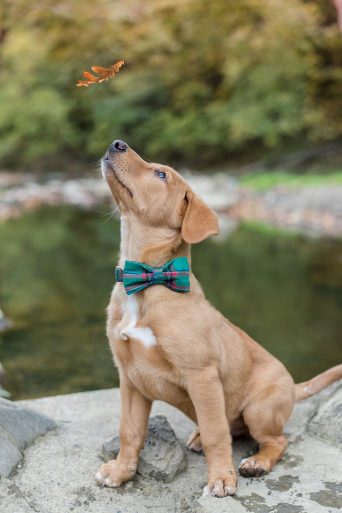 puppy-leaf-mingo-creek – Bark & Gold Photography – Pittsburgh Pet ...