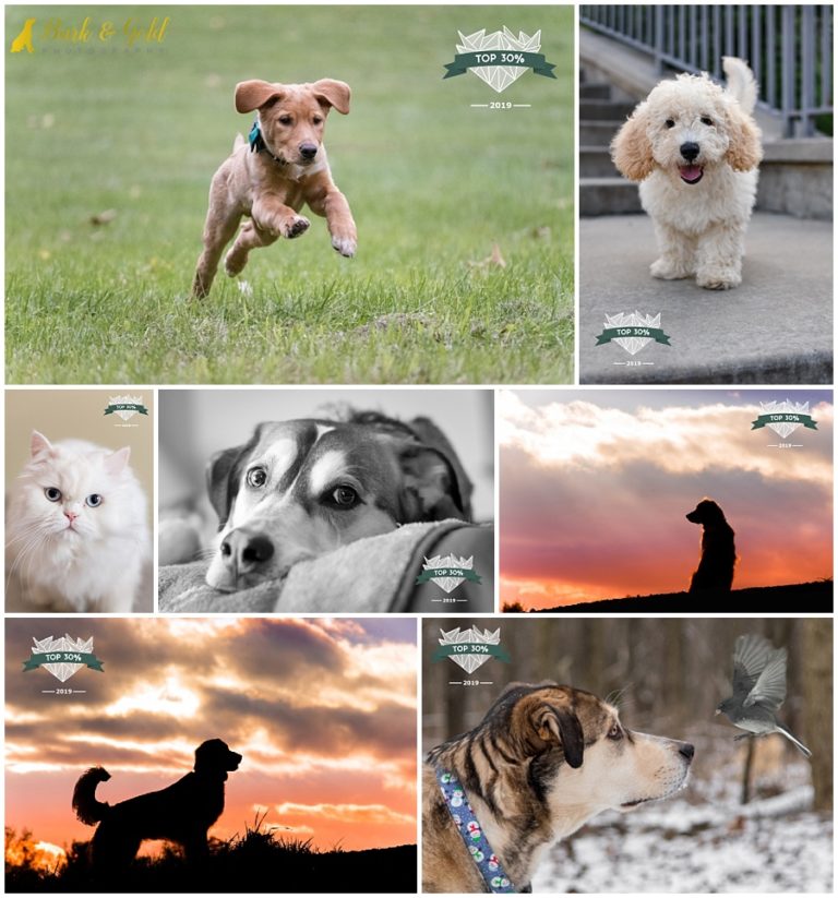 Pittsburgh Dog Photographer Breaks Top 10 Percent in International ...