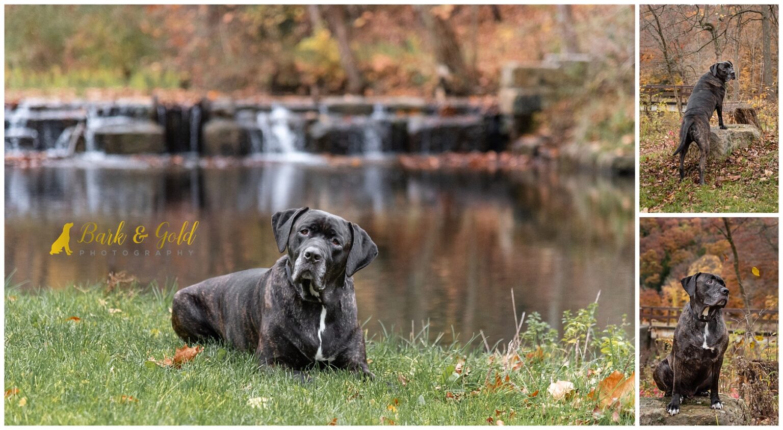 Atticus the Mastiff Mix’s Fall Session – Beaver County Dog Photography ...