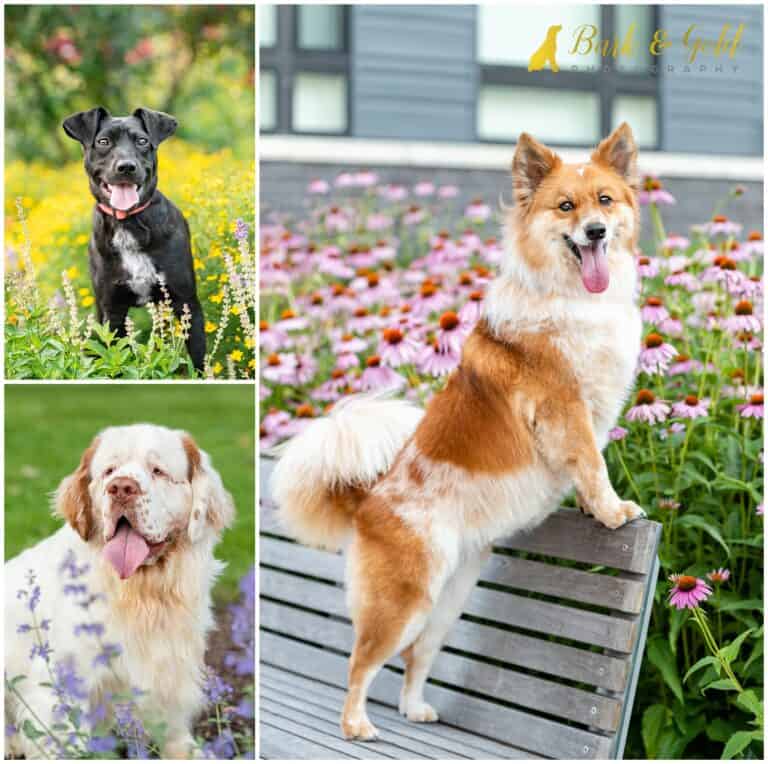 A Guide to Capturing Gorgeous (and Safe) Dog Photos in Spring Flowers ...